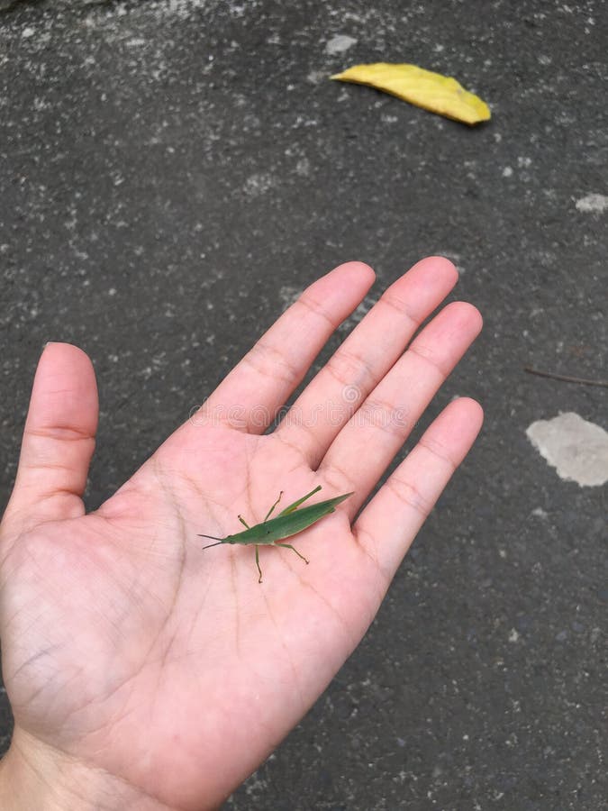 Little Graft stock photo. Image of plant, graft, animal - 262831172