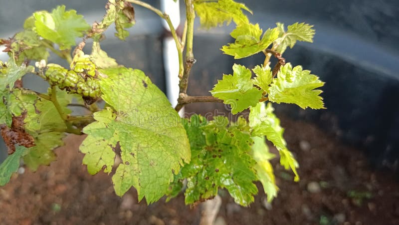 Little grape plant on soil stock image. Image of grape - 272729587