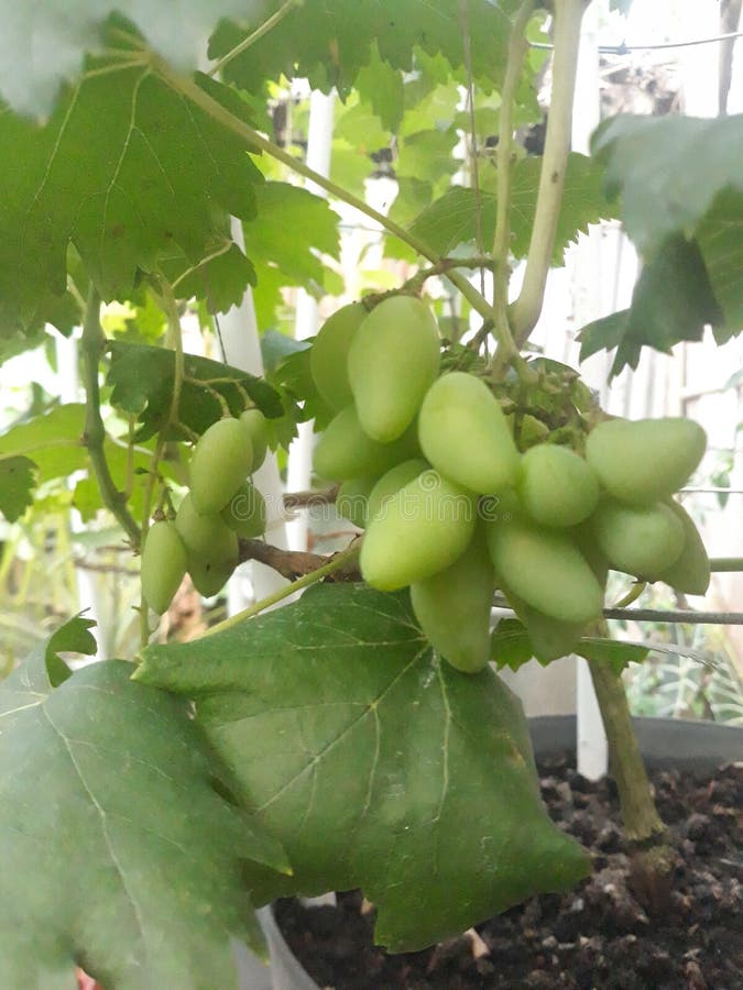 Little grapes stock image. Image of grapes, little, grapeonpot - 303865493