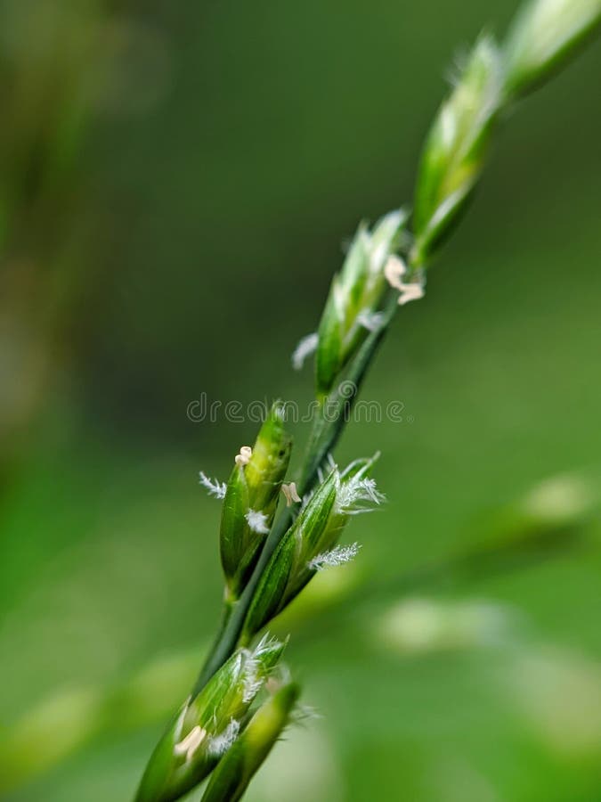 Little grass flower stock photo. Image of herb, branch - 272149132