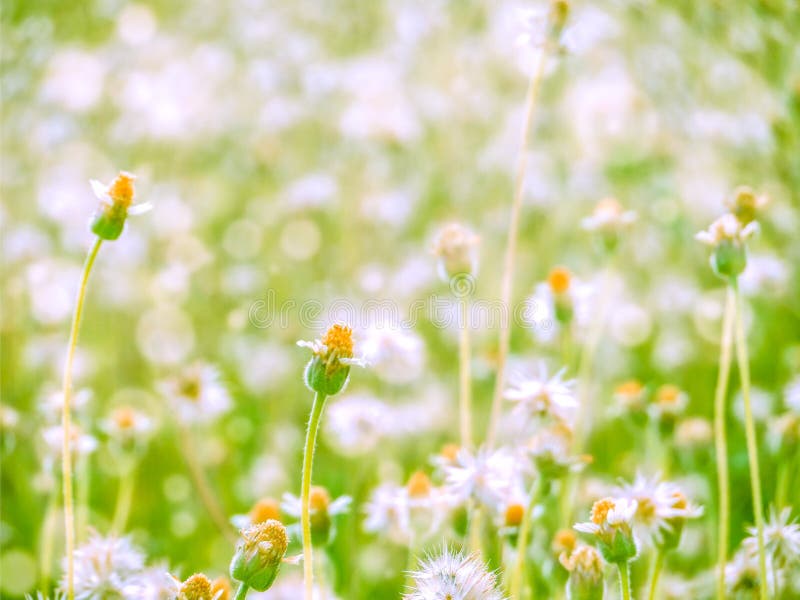 Little Grass Flower Snow Falling in Spring Stock Image - Image of cold ...
