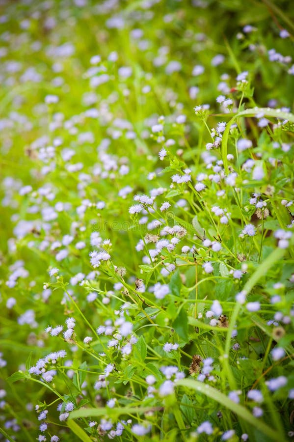 Little Grass Flowers in the Fields. Stock Image - Image of natural ...