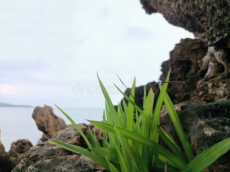 A Little Grass Growing on the Rocks beside the Beach Stock Photo ...