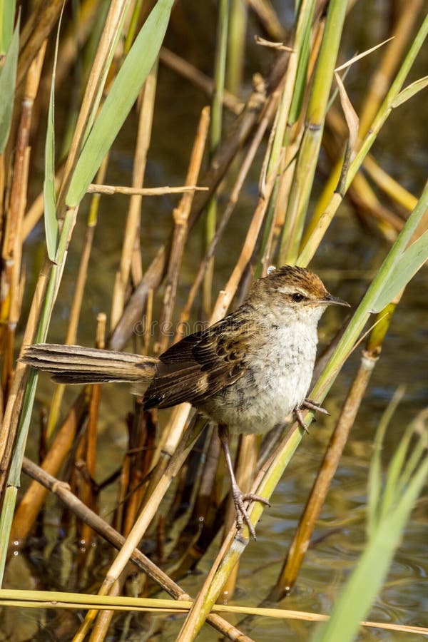 Little Grassbird Stock Photos - Free & Royalty-Free Stock Photos from ...