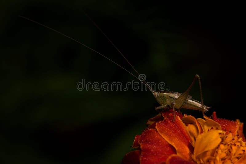Little Grasshopper with Flower in Night. Stock Image - Image of fresh ...