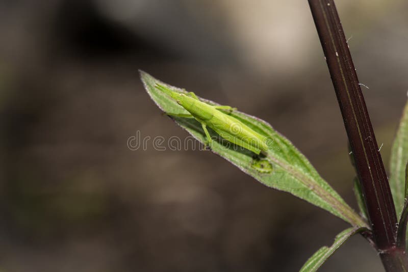 Grasshopper Leaf Bug stock photo. Image of tiny, grasshopper - 5519470