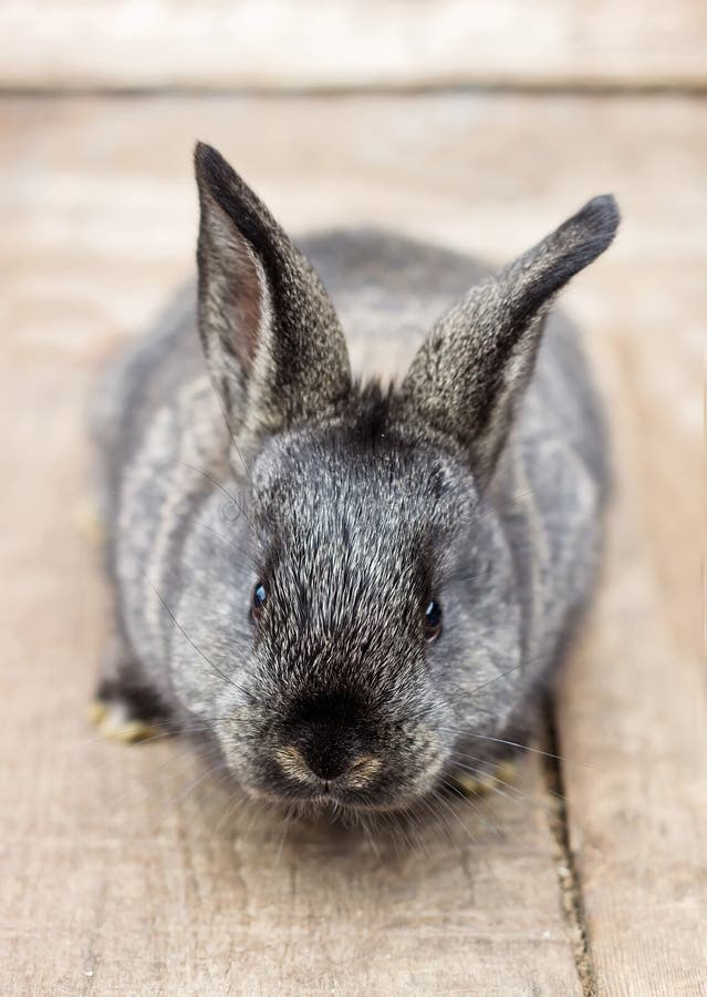 Little gray bunny stock photo. Image of child, animals - 68615340
