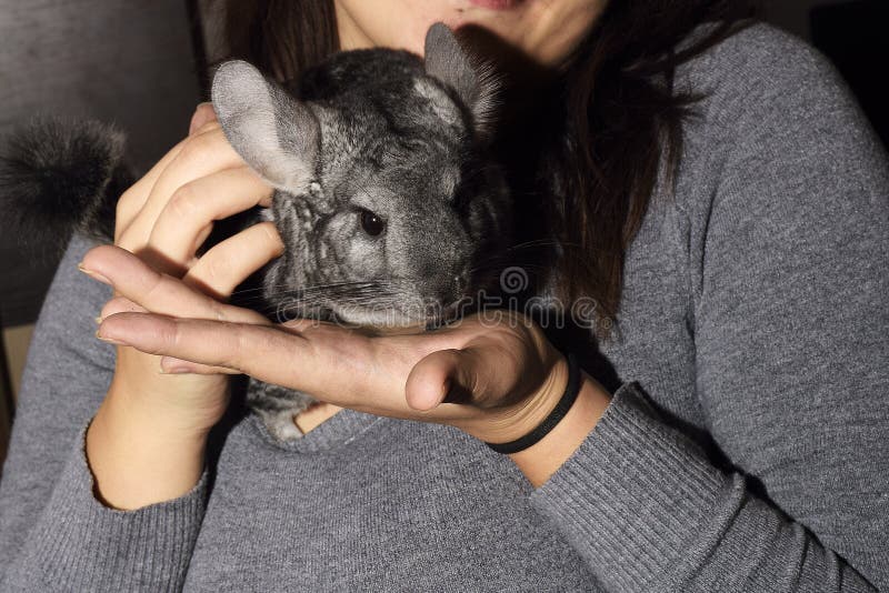 Chinchilla on hands stock image. Image of baby, pets - 69953351