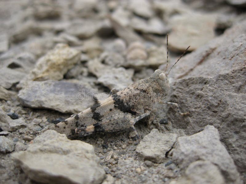 375 Desert Cricket Stock Photos - Free & Royalty-Free Stock Photos from ...