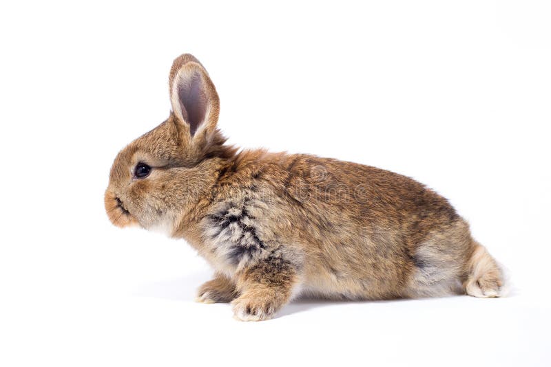 Little Gray Fluffy Bunny, Isolate Stock Photo - Image of agriculture ...