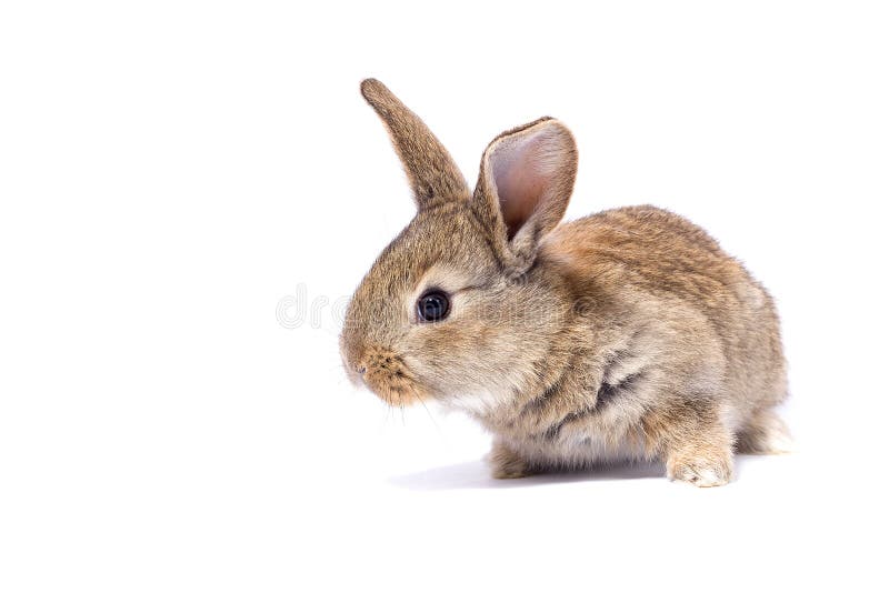 Little Gray Fluffy Bunny, Isolate Stock Photo - Image of easter, rabbit ...