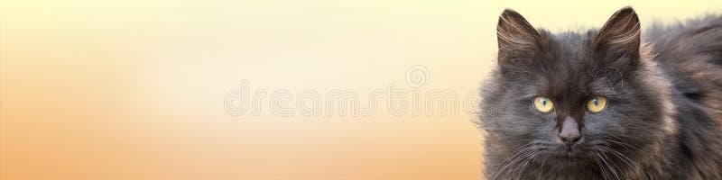 Art Vexed Cat; Mad Kitten Face Stock Image - Image of background ...