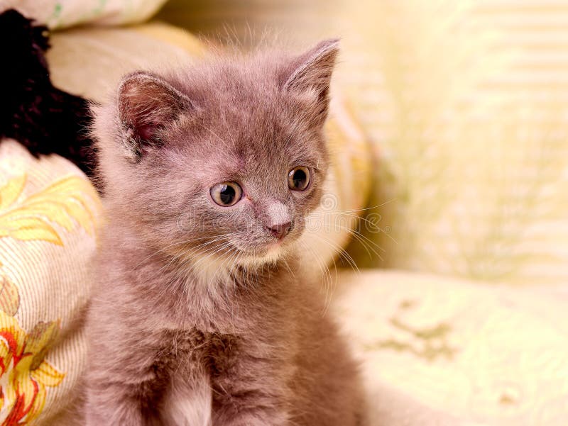 Little Gray Kitten on the Bed Stock Photo - Image of baby, eyes: 178685168