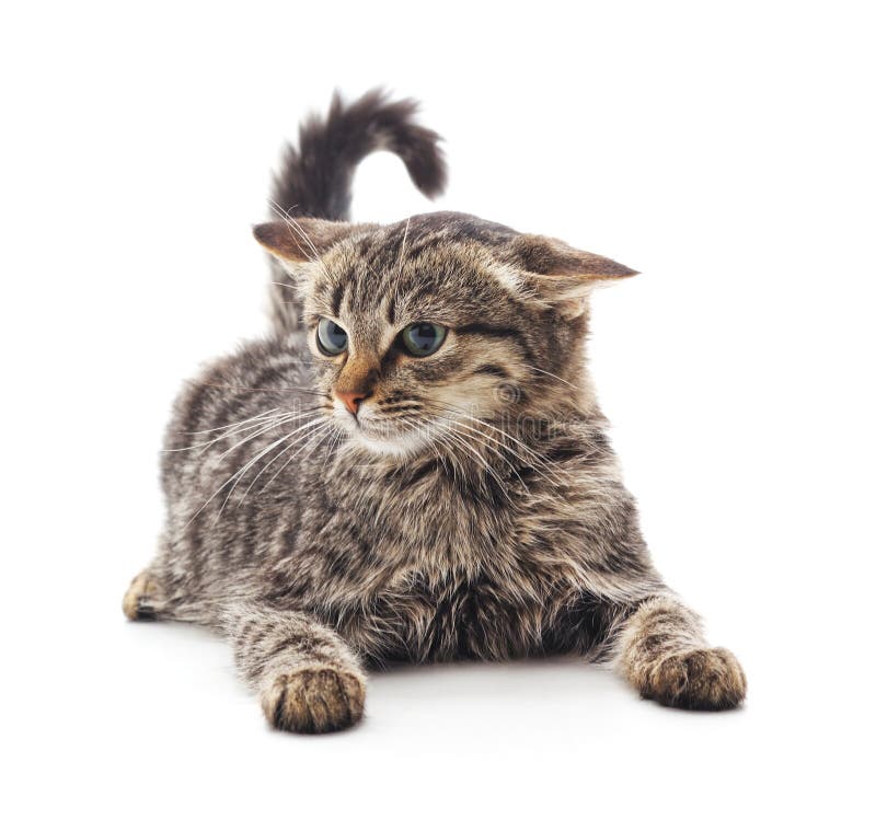 Two Little Gray Kittens Sitting Stock Image - Image of animals, small ...