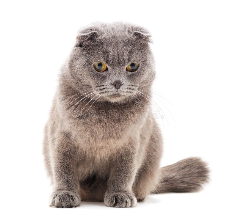 Little gray kitten stock photo. Image of beautiful, smell - 161797196