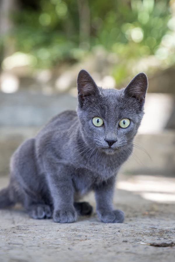 Gray Scared Tabby Cat Sits at the Corner Stock Image - Image of curious ...