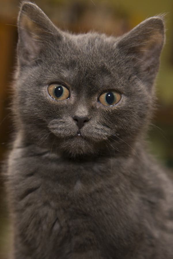 Little Gray Kitten Sitting in a Wicker Basket. Stock Image - Image of ...