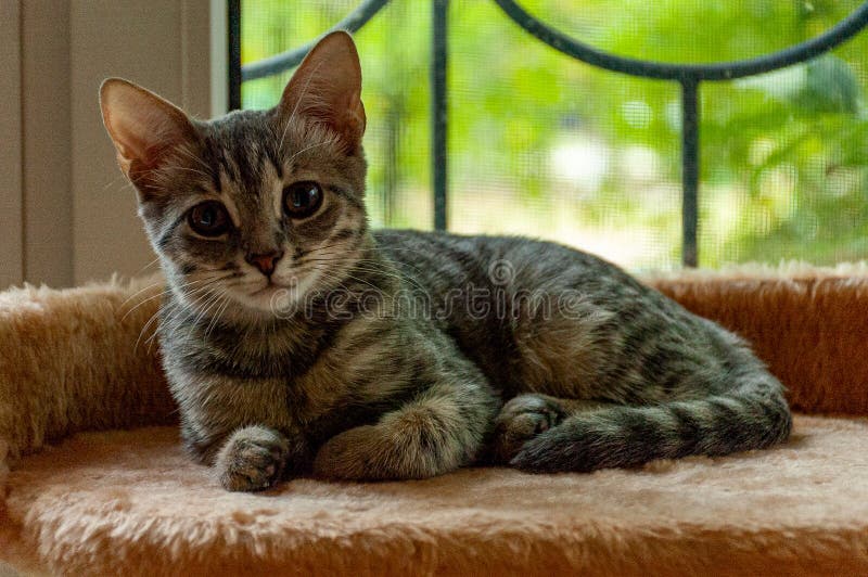 A little gray kitty! stock photo. Image of wildcat, wildlife - 235092006