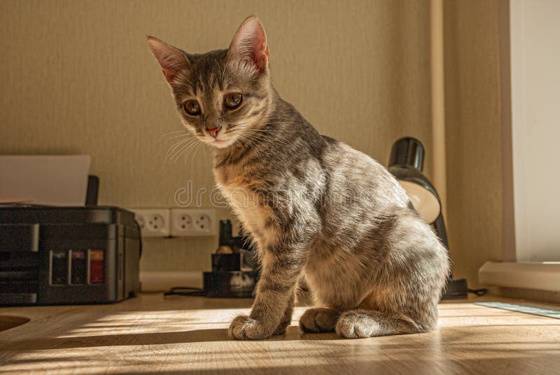 Little grey kitty posing! stock photo. Image of nose - 235091774