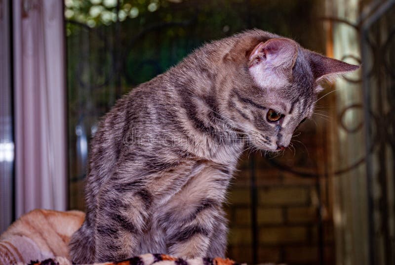 Little grey kitty posing! stock image. Image of carnivore - 235091857