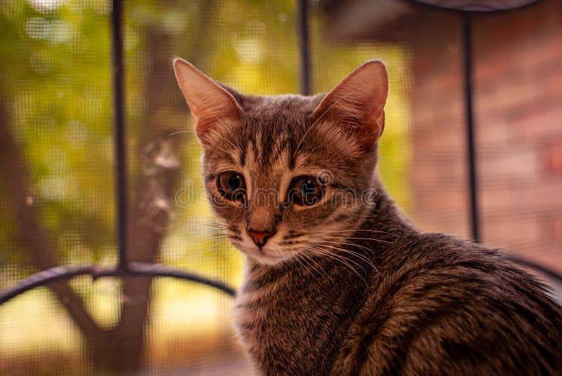 Little grey kitty posing! stock photo. Image of ð½oc - 235091874