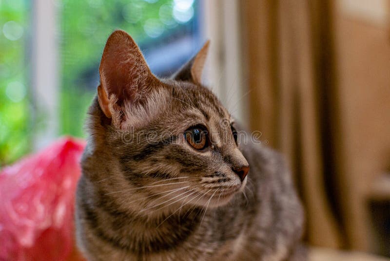 Little grey kitty posing! stock photo. Image of ð½oñ - 235091882