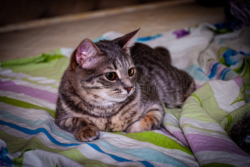 Little grey kitty posing! stock photo. Image of whiskers - 235091962