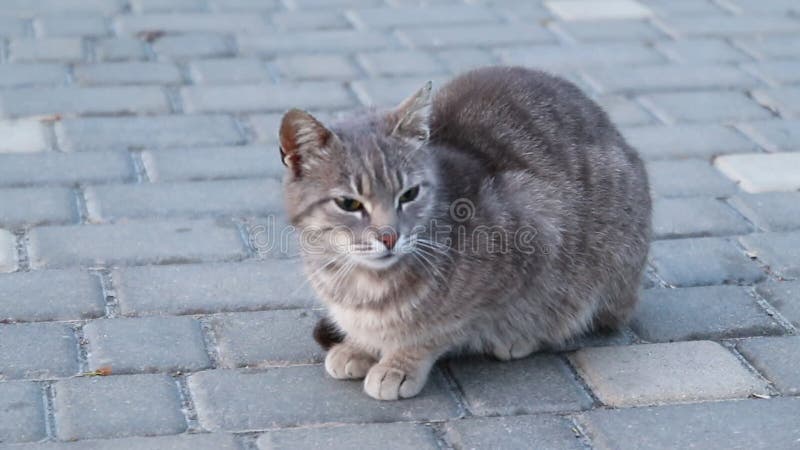 Little Gray Kitty Sitting in Grass on the Lawn Stock Footage - Video of ...