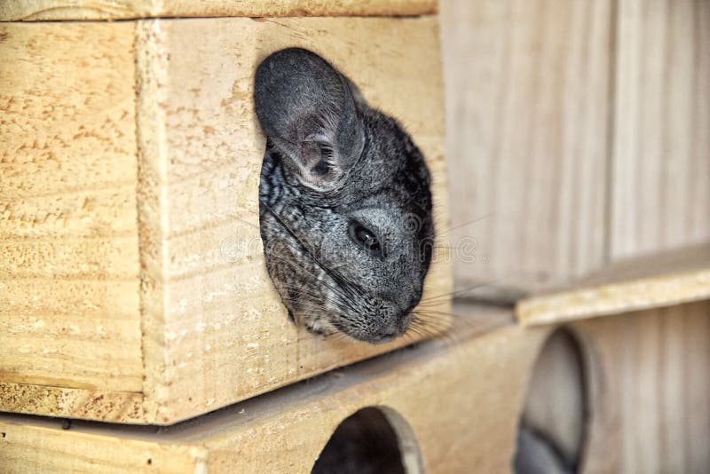 Little gray mouse in house stock photo. Image of face - 104151424