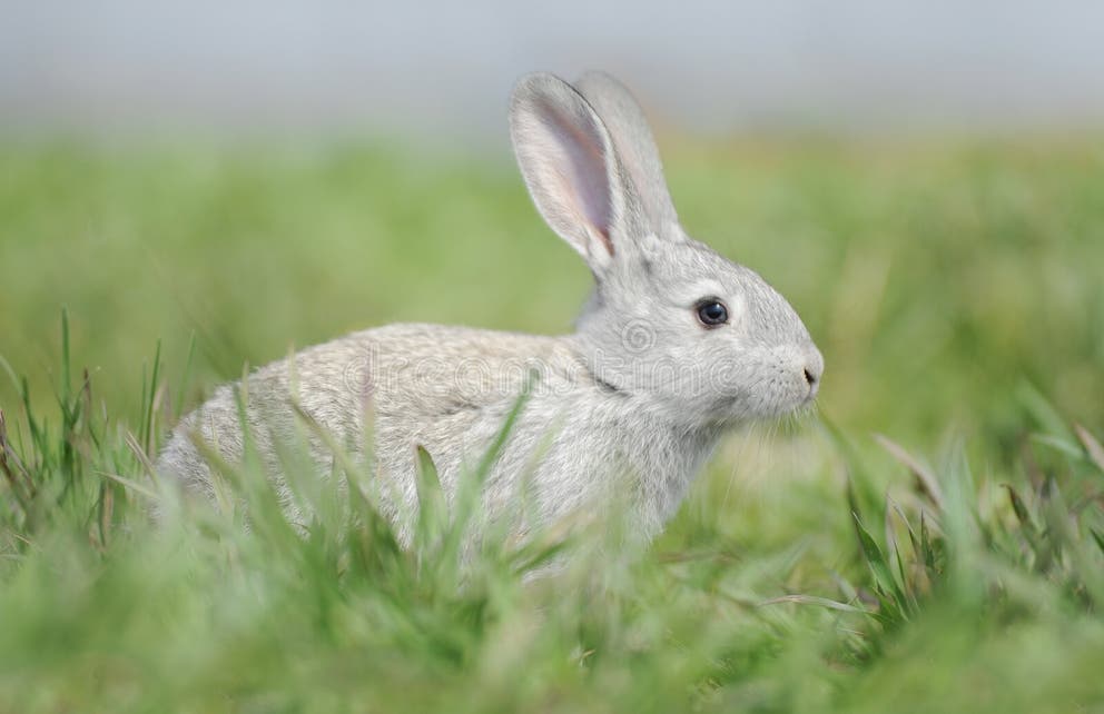 Little gray rabbit stock image. Image of rabbit, nature - 24979331
