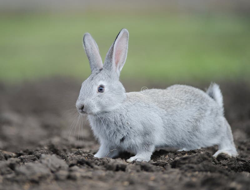 A Small Rabbit Sitting on the Ground Stock Image - Image of animal ...