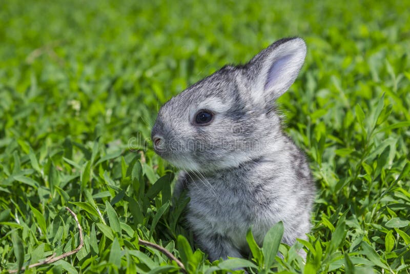 Little Gray Rabbit on the Green Lawn Stock Image - Image of brown ...
