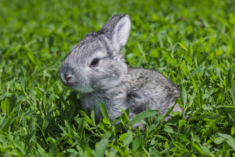 Little Gray Rabbit on the Green Lawn Stock Image - Image of green ...