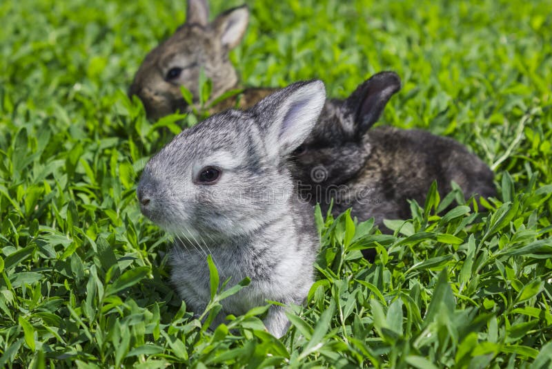 Little Gray Rabbit on the Green Lawn Stock Photo - Image of brown, baby ...