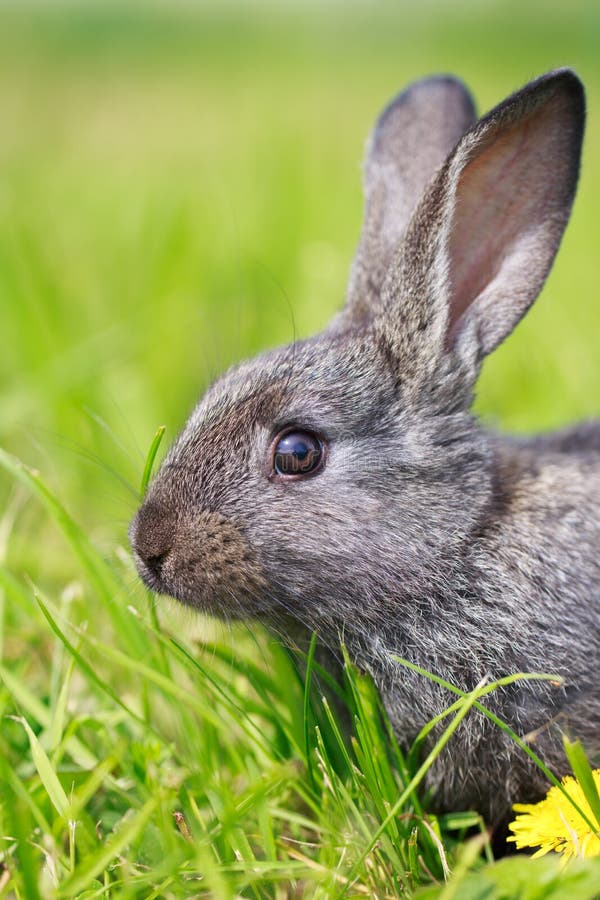 Gray rabbit stock photo. Image of nature, summer, freen - 25986660