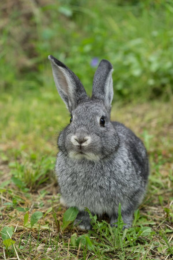 Gray rabbit stock photo. Image of hare, outdoors, child - 94165676