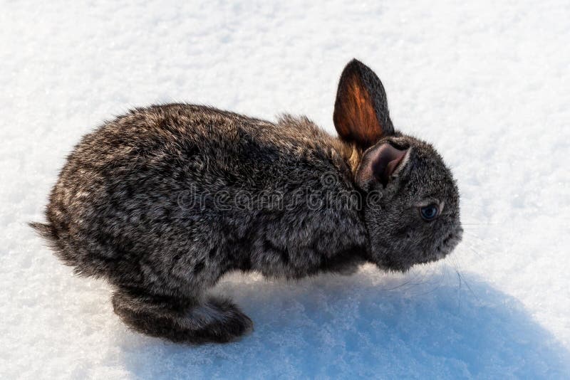25 Day Old Rabbit. the Little Gray Rabbit Sees Snow for the First Time ...