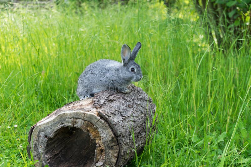 Little gray rabbit stock photo. Image of rodent, chinchilla - 93855566