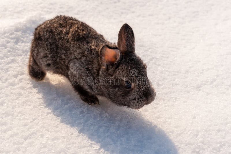 25 Day Old Rabbit. Little Gray Rabbit Posing in the Snow. 2023 is the ...