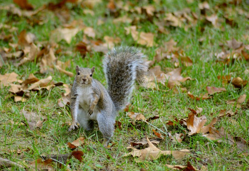 A Little Gray Squirrel Looking at the Camera. Stock Photo - Image of ...