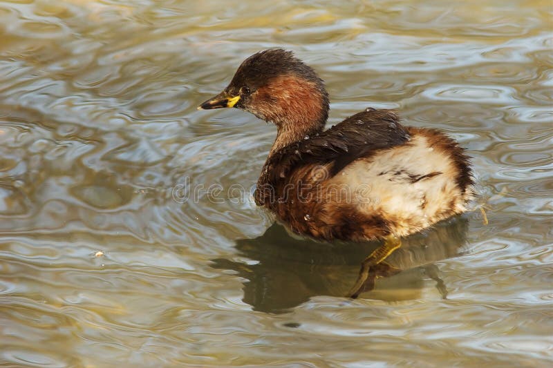 Little grebe 1 stock photo. Image of grebes, brown, podicipedidae - 575400