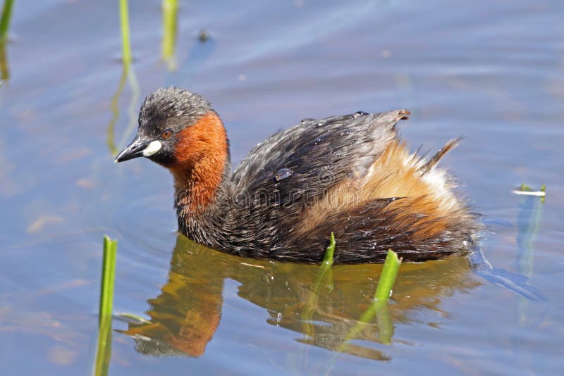 Little grebe stock photo. Image of natural, sitting, green - 94737438