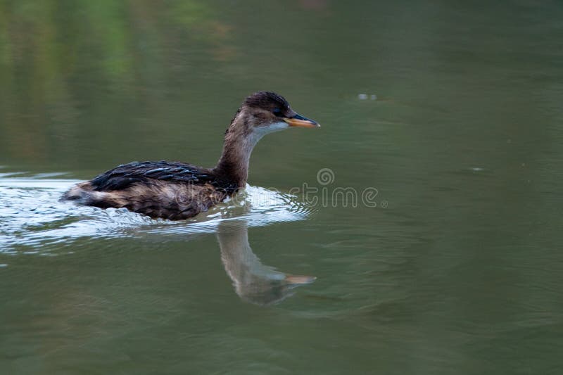 Little Grebe stock image. Image of winter, ruficollis - 12137163