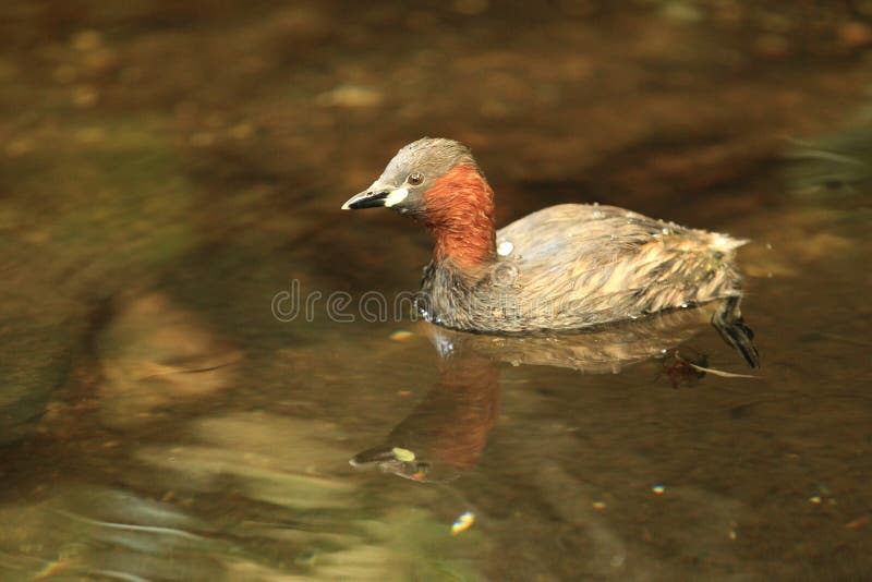 Little Grebe Bird Natural Nature Wallpaper India Stock Photo - Image of ...