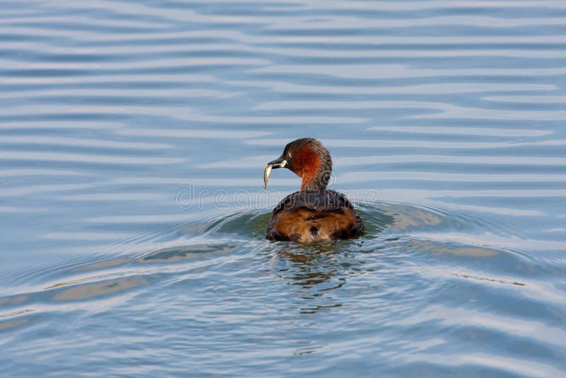 Little Grebe Bird Natural Nature Wallpaper India Stock Photo - Image of ...