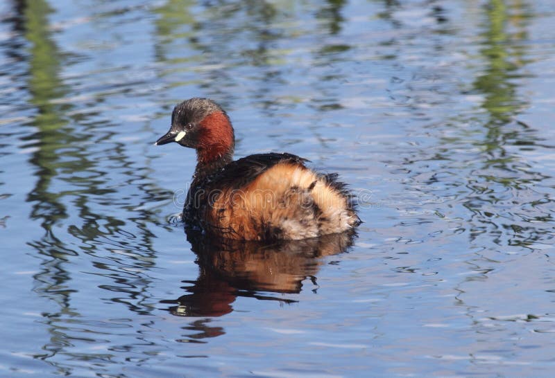 Little Grebe Bird Natural Nature Wallpaper India Stock Photo - Image of ...