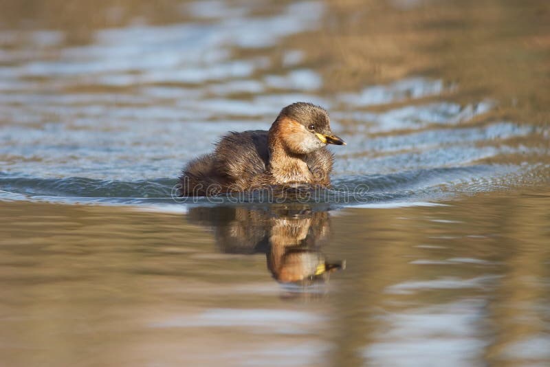 Little grebe stock photo. Image of bird, avian, small, animals - 883850