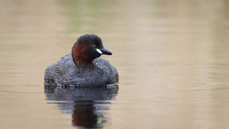 Little Grebe Duck Tachybaptus Ruficollis Breeding Plumage Stock Photos ...
