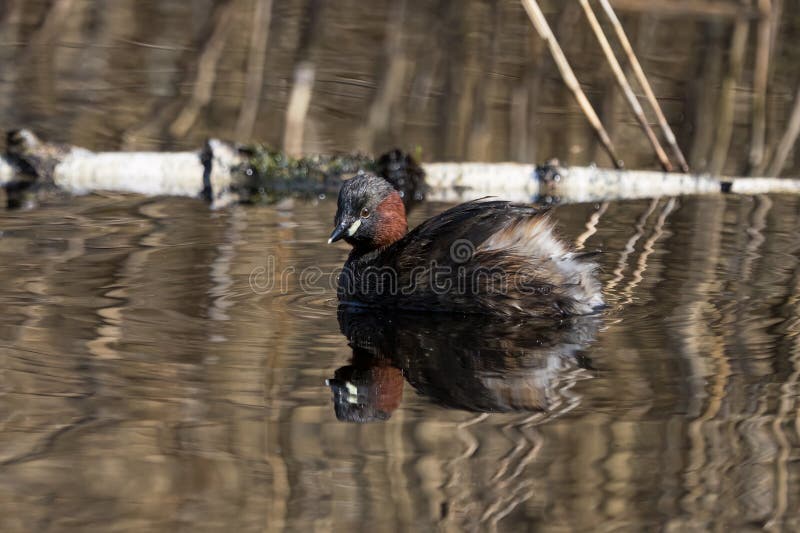946 Little Grebe Bird Swimming Stock Photos - Free & Royalty-Free Stock ...