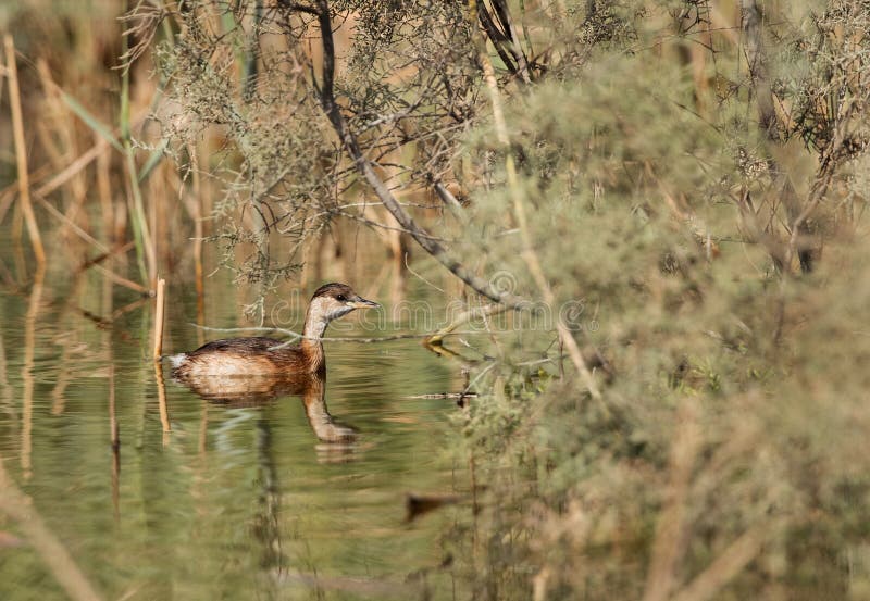 Grebe Feet Stock Photos - Free & Royalty-Free Stock Photos from Dreamstime